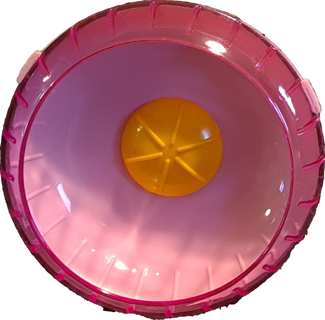 Silent Hamster Wheel – Medium – Shop Playpens